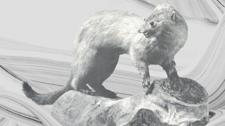 En Mink: The Full Story Behind the Creature and Its Controversial Legacy